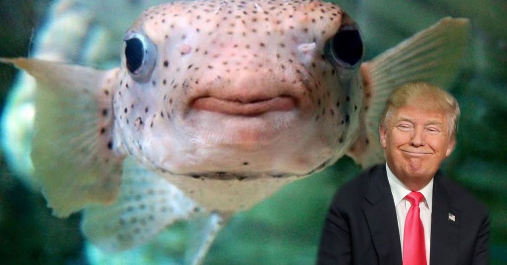 Another psychic animal picks Trump as US next president - WuzupNigeria